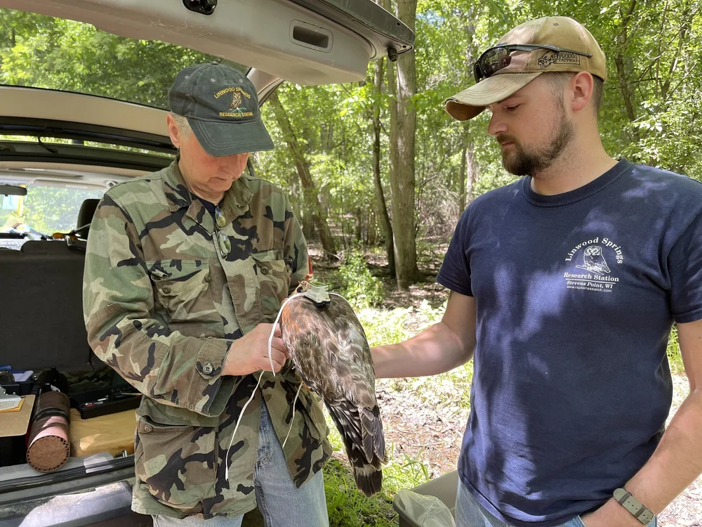 Red-shouldered Hawk — Southern Wisconsin Bird Alliance