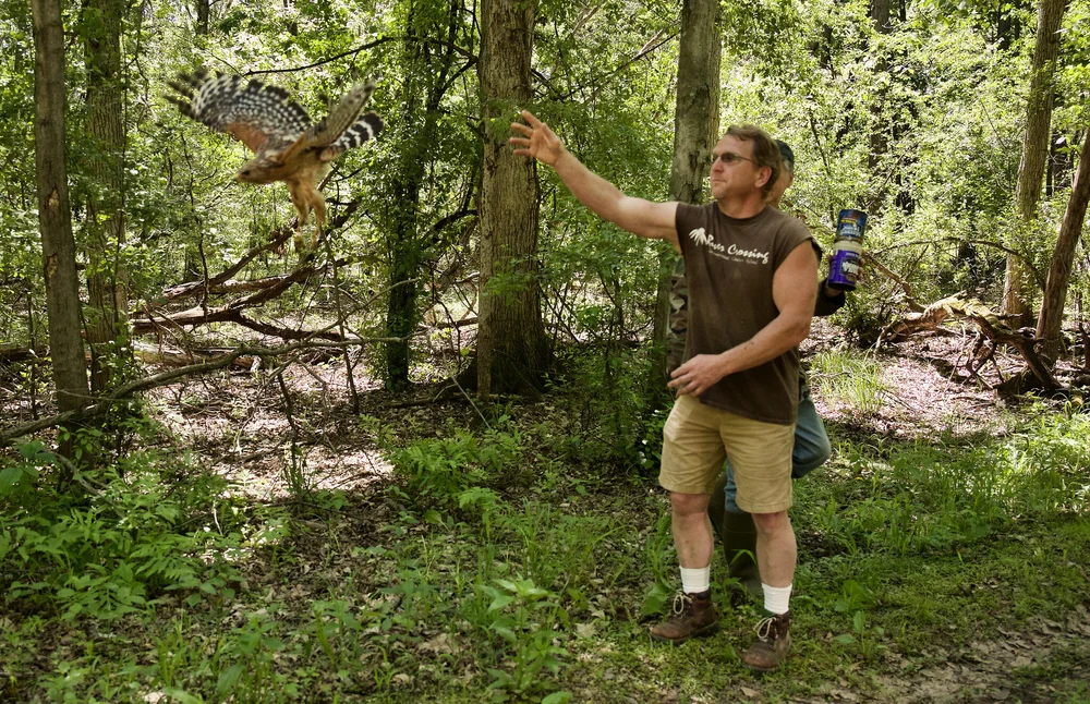 Red-shouldered Hawk — Southern Wisconsin Bird Alliance