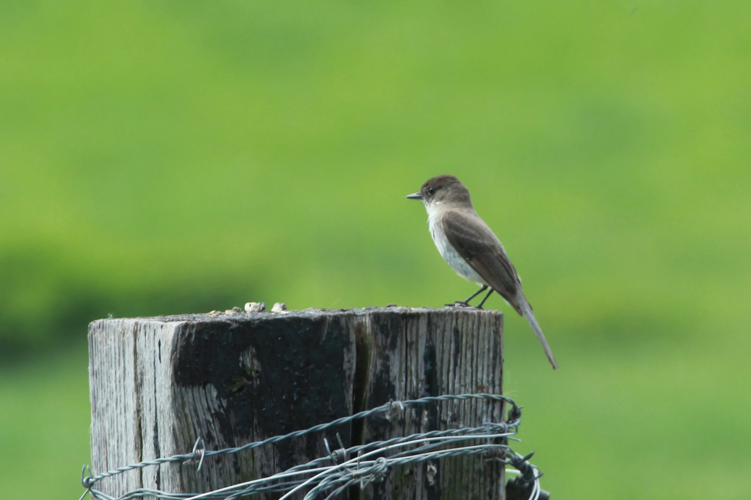 A Record Setting Birdathon for the Reckless Wrens! — Southern Wisconsin ...