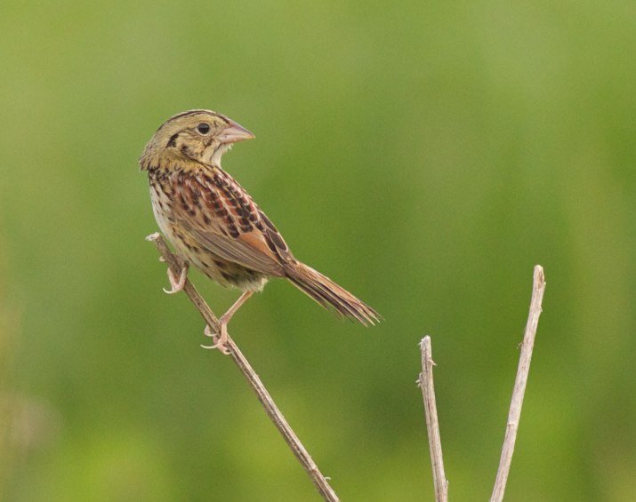 Henslow's Sparrow — Southern Wisconsin Bird Alliance