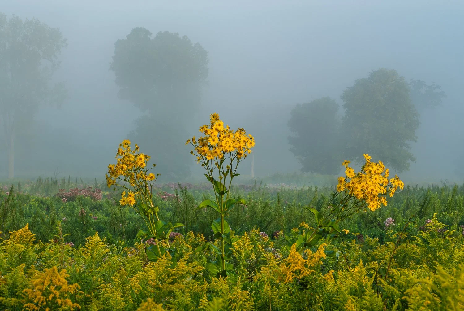Fair Meadows — Southern Wisconsin Bird Alliance