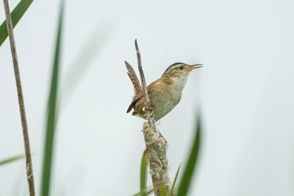 Fair Meadows — Southern Wisconsin Bird Alliance