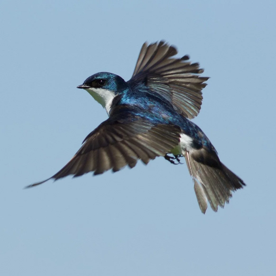 Who's That Singing? Tree Swallow — Southern Wisconsin Bird Alliance