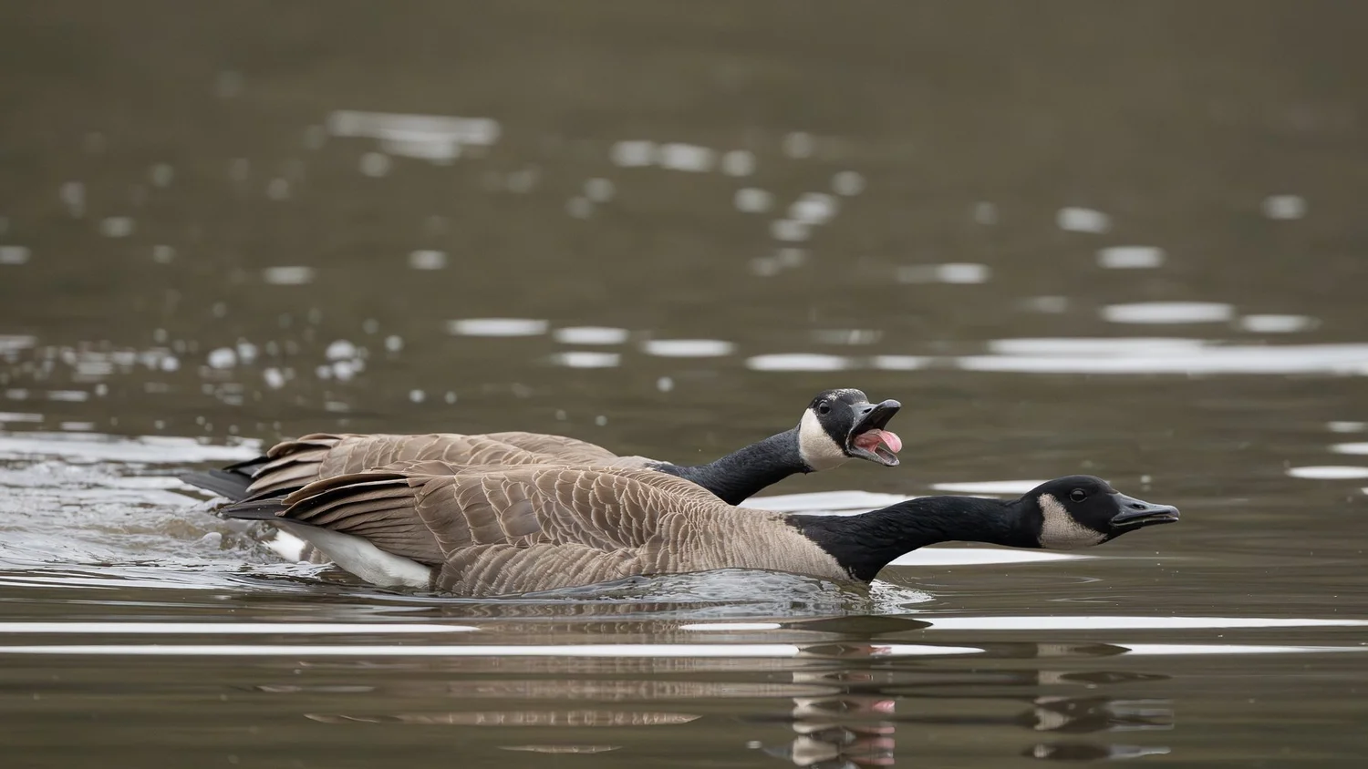 Winter behavior of Canada Geese — Southern Wisconsin Bird Alliance
