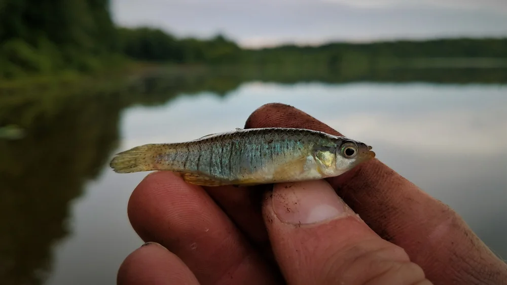 A different sort of restoration — Southern Wisconsin Bird Alliance