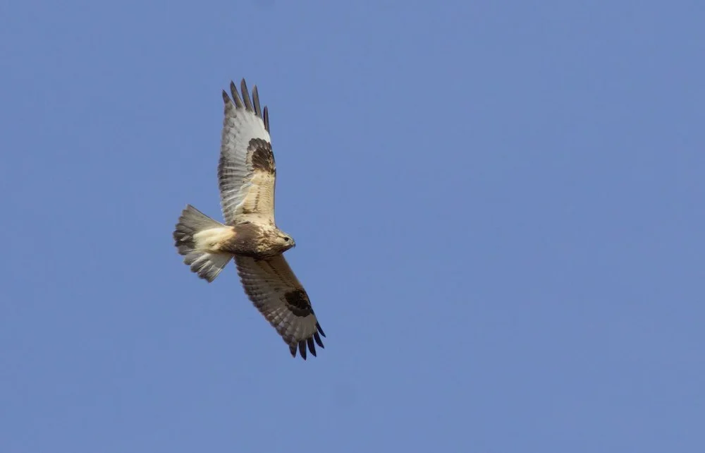 Dorothy the Rough-legged Hawk — Southern Wisconsin Bird Alliance