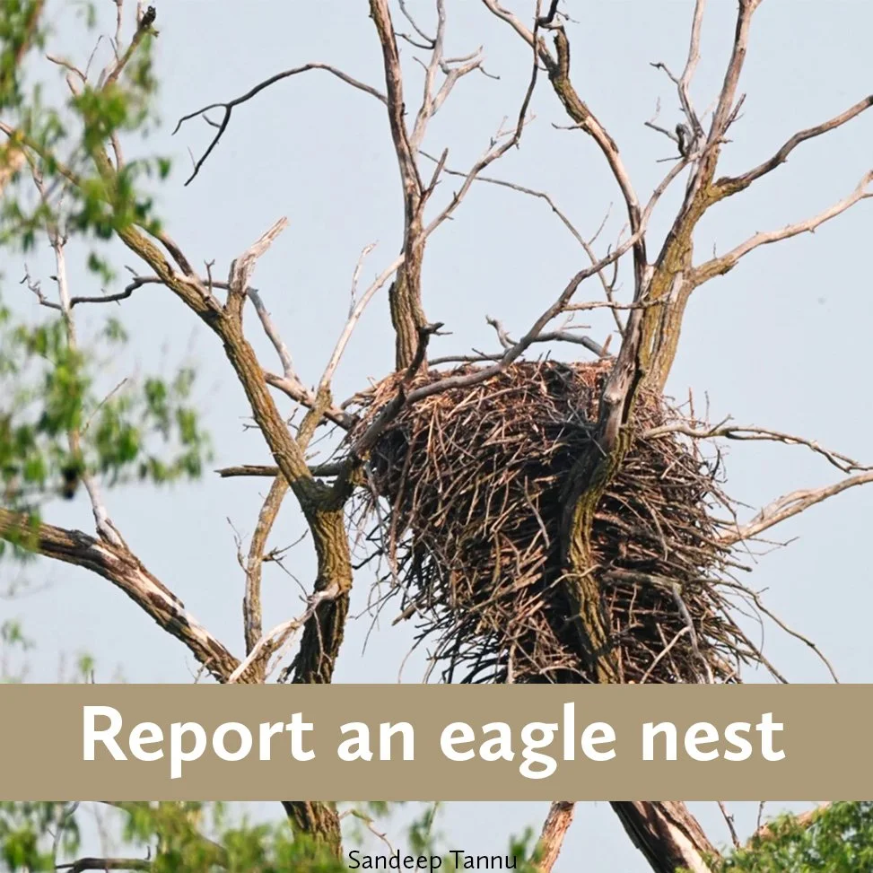 Bald Eagle Nest Watch — Southern Wisconsin Bird Alliance