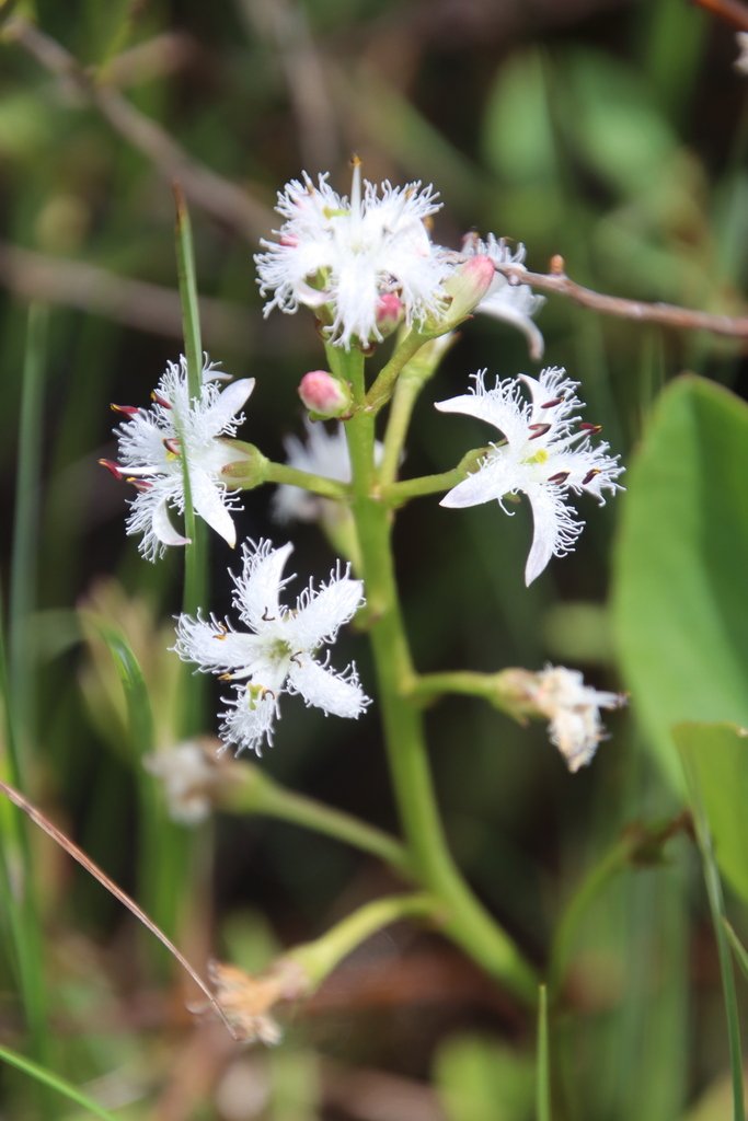 Bogbean Buckmoth — Southern Wisconsin Bird Alliance