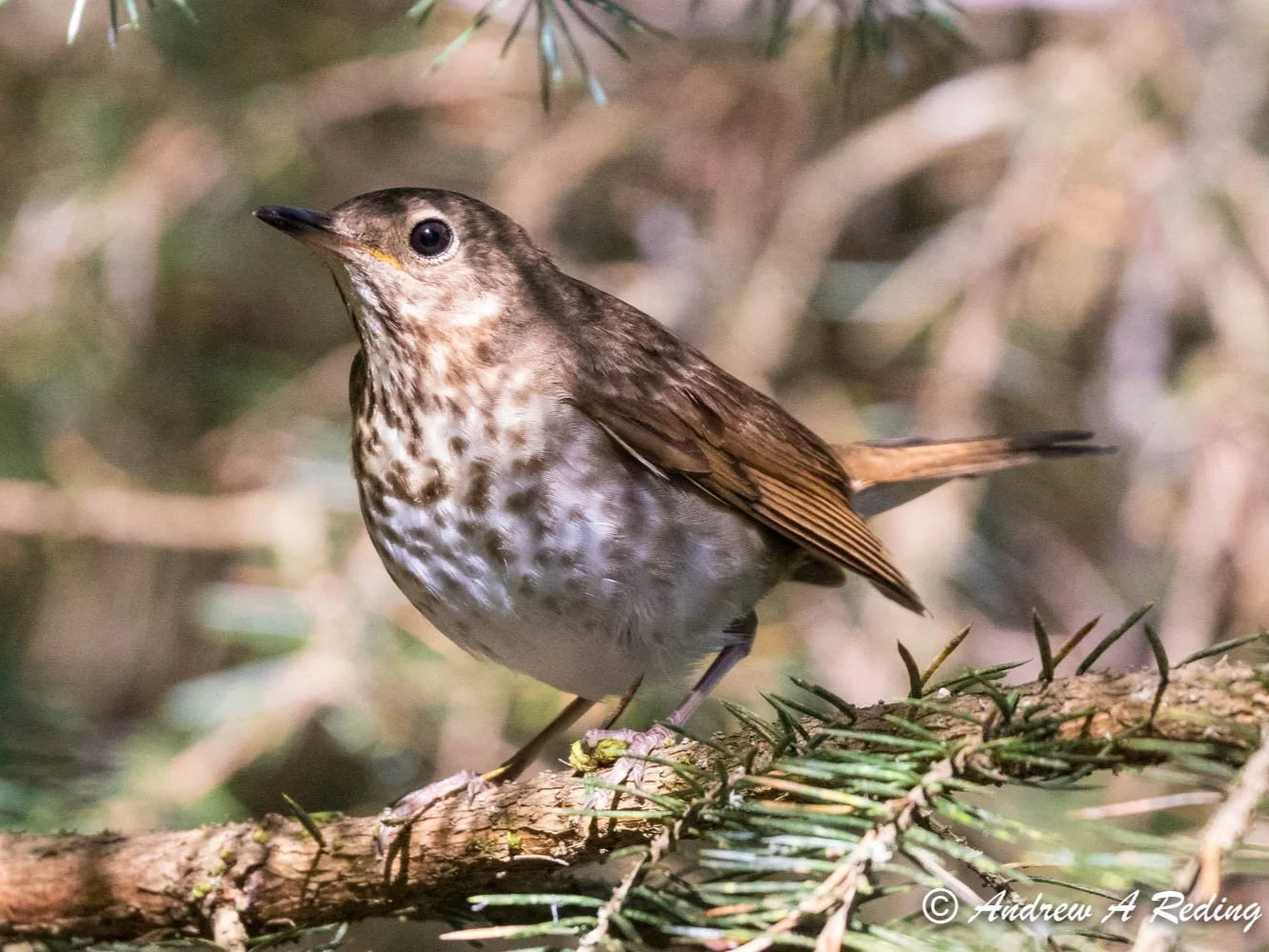 Swainson's Thrush #57677 — Southern Wisconsin Bird Alliance
