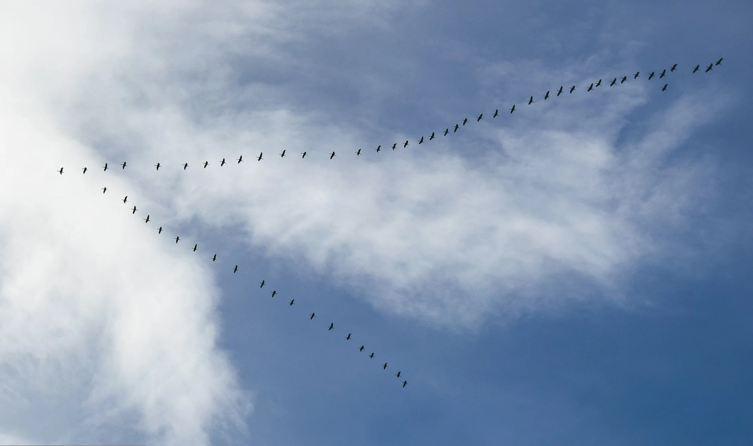 Conservation Leaders Giving Circle — Southern Wisconsin Bird Alliance