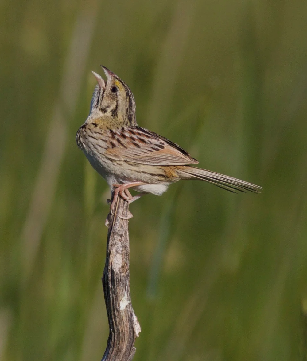 Henslow's Sparrow — Southern Wisconsin Bird Alliance