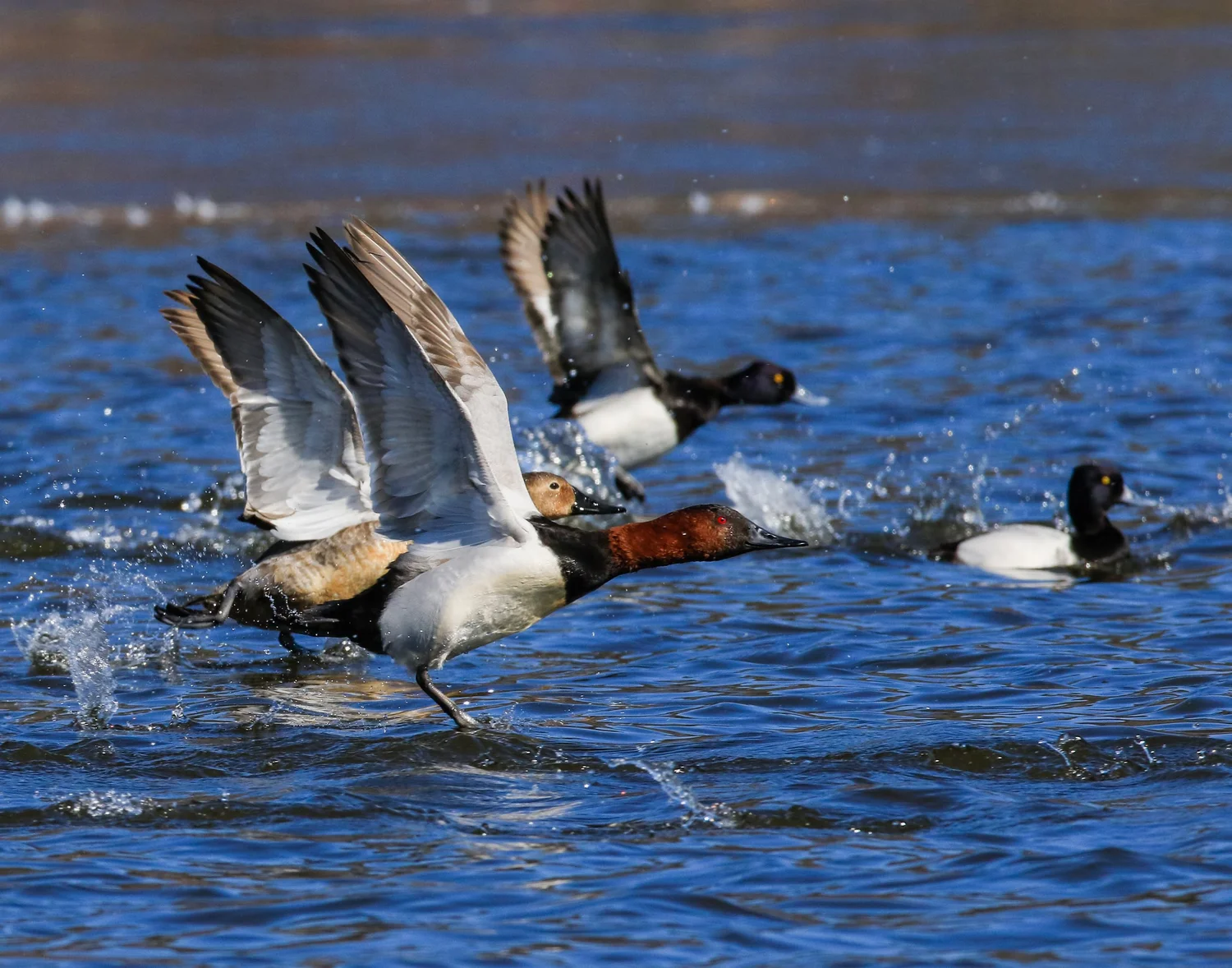 What we do — Southern Wisconsin Bird Alliance