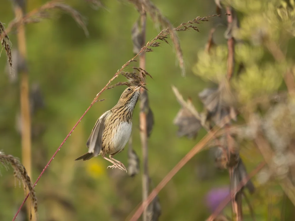 Sparrows in the prairies — Southern Wisconsin Bird Alliance