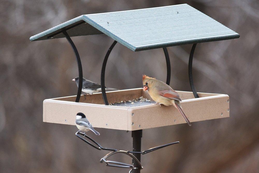 Northern Cardinal — Southern Wisconsin Bird Alliance