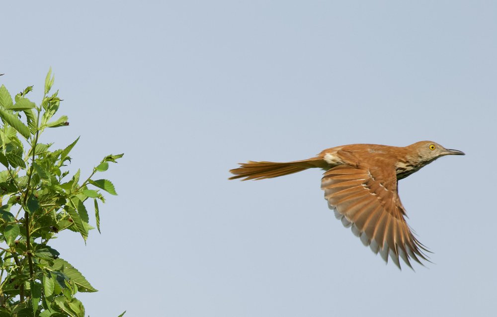 Brown Thrasher — Southern Wisconsin Bird Alliance