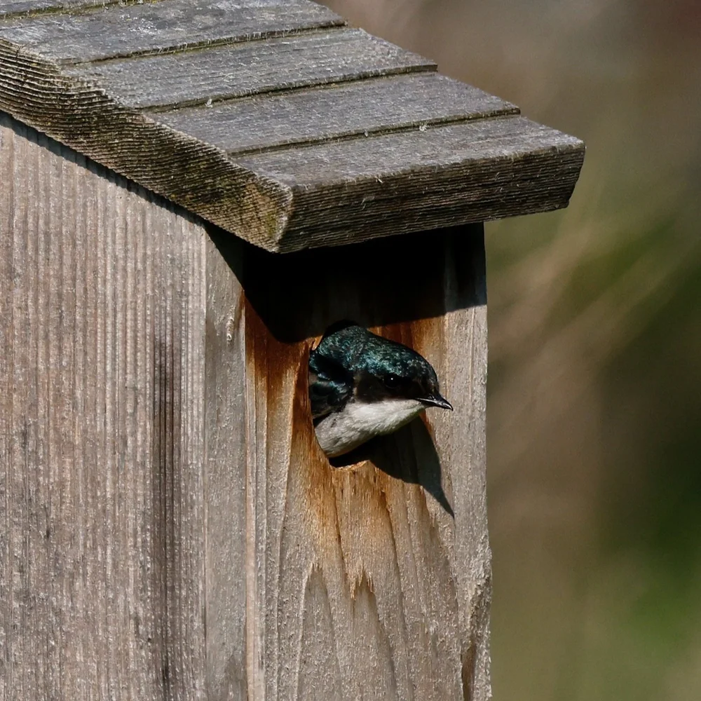 Who's That Singing? Tree Swallow — Southern Wisconsin Bird Alliance