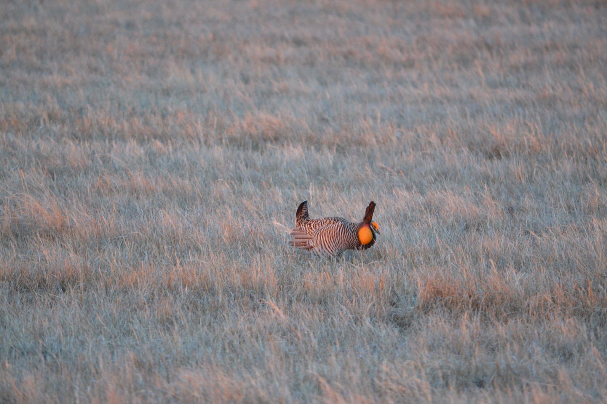 Wisconsin’s prairie-chickens need you today — Southern Wisconsin Bird ...