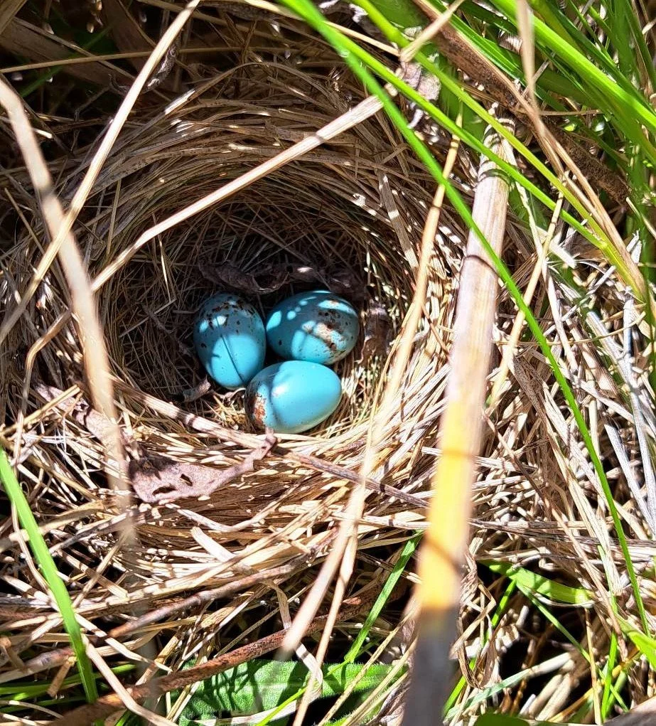 Clay-colored Sparrow — Southern Wisconsin Bird Alliance