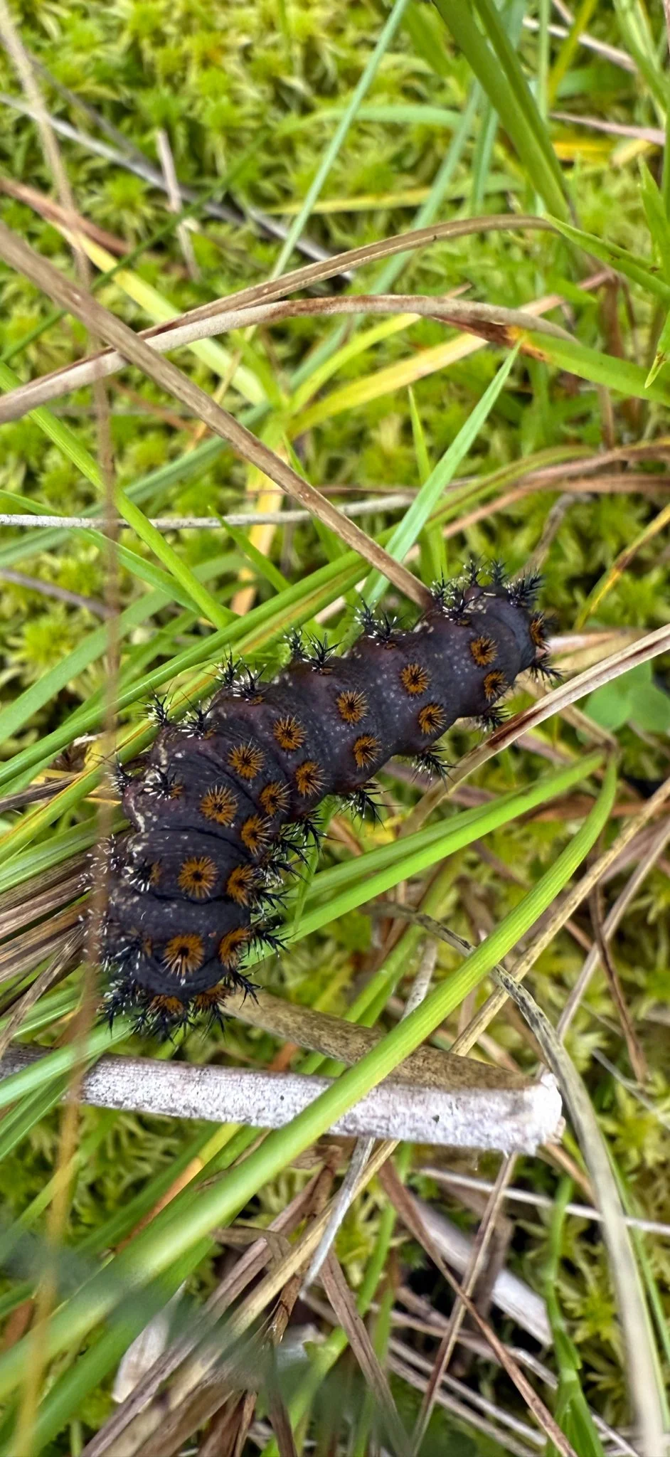 Bogbean Buckmoth — Southern Wisconsin Bird Alliance