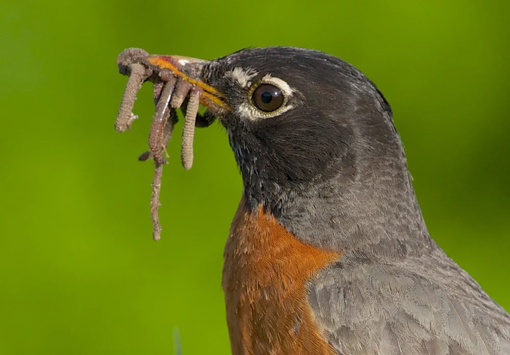 Where have the robins gone? — Southern Wisconsin Bird Alliance