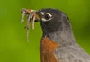 Where have the robins gone? — Southern Wisconsin Bird Alliance