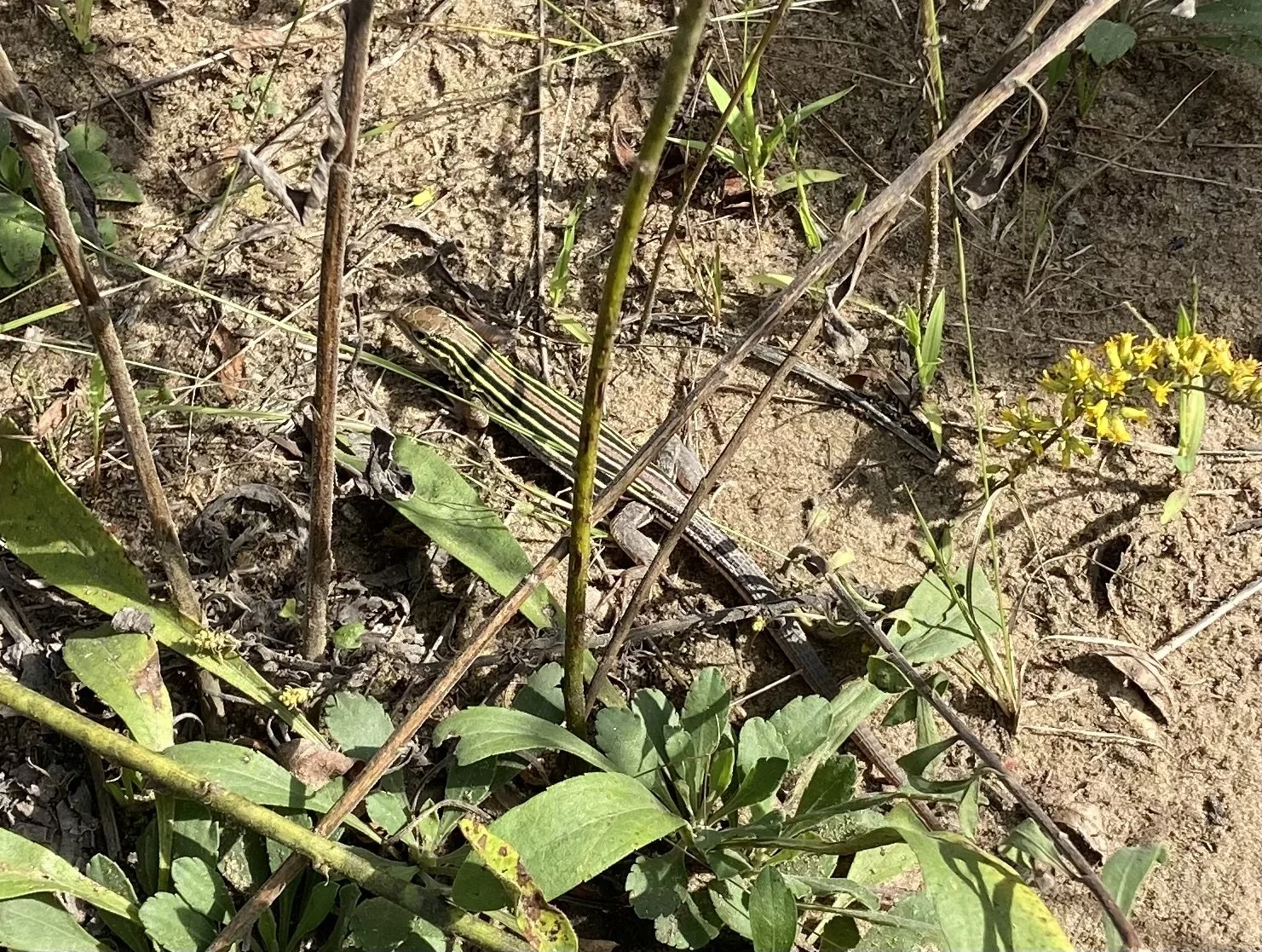 Beyond the Feather: Emma Raasch — Southern Wisconsin Bird Alliance