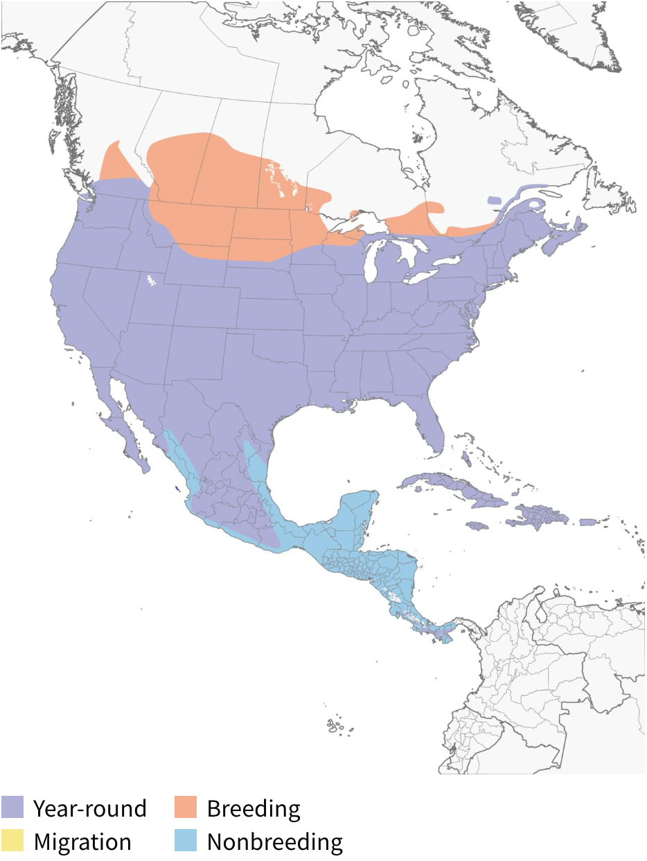 Mourning Dove Banding — Southern Wisconsin Bird Alliance