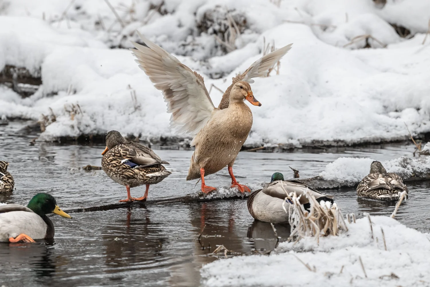 Birds of an unusual feather — Southern Wisconsin Bird Alliance