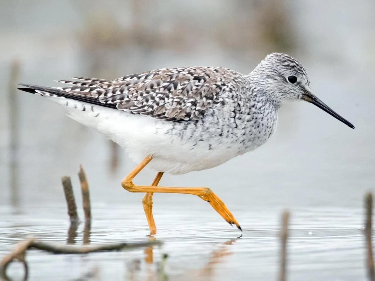 Greater and Lesser Yellowlegs — Southern Wisconsin Bird Alliance