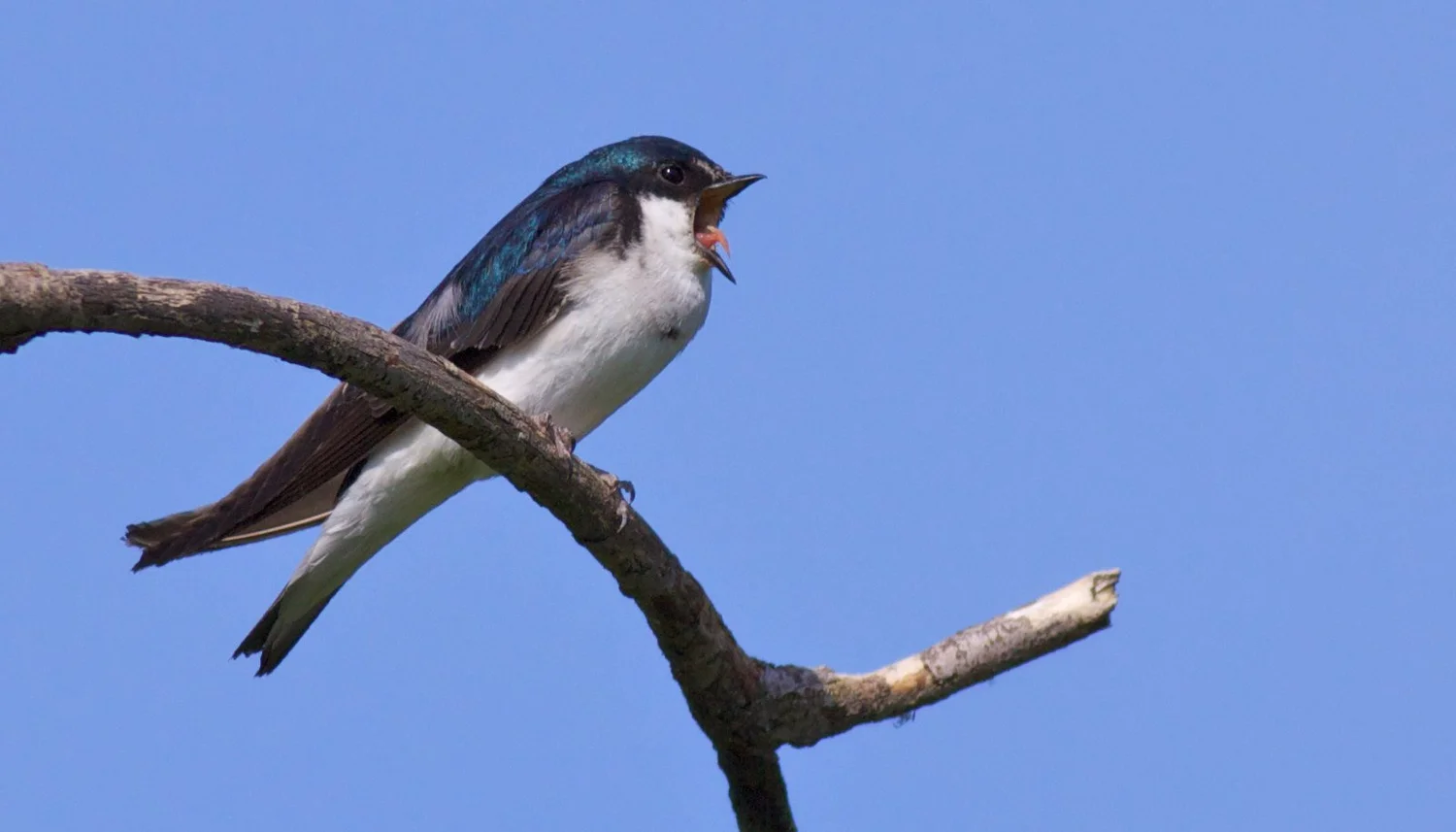 Who's That Singing? Tree Swallow — Southern Wisconsin Bird Alliance