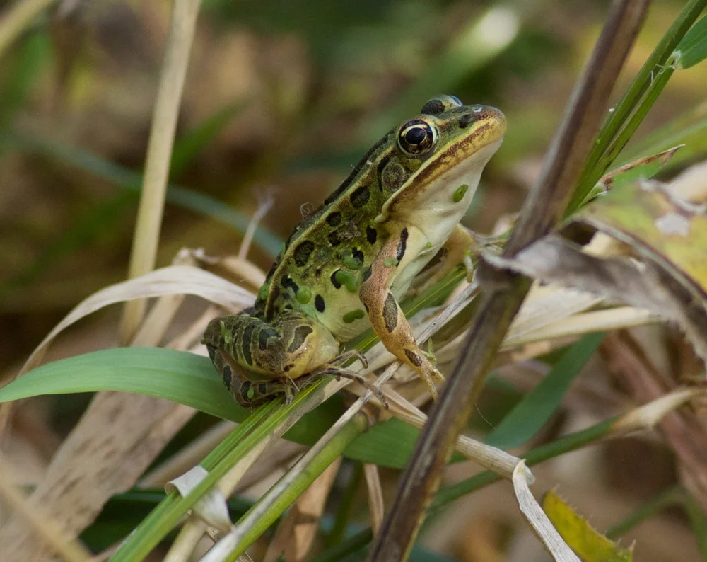 A season for science — Southern Wisconsin Bird Alliance