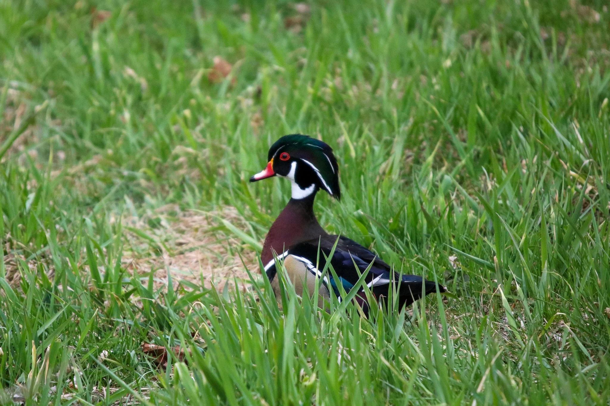 Wood Duck — Southern Wisconsin Bird Alliance