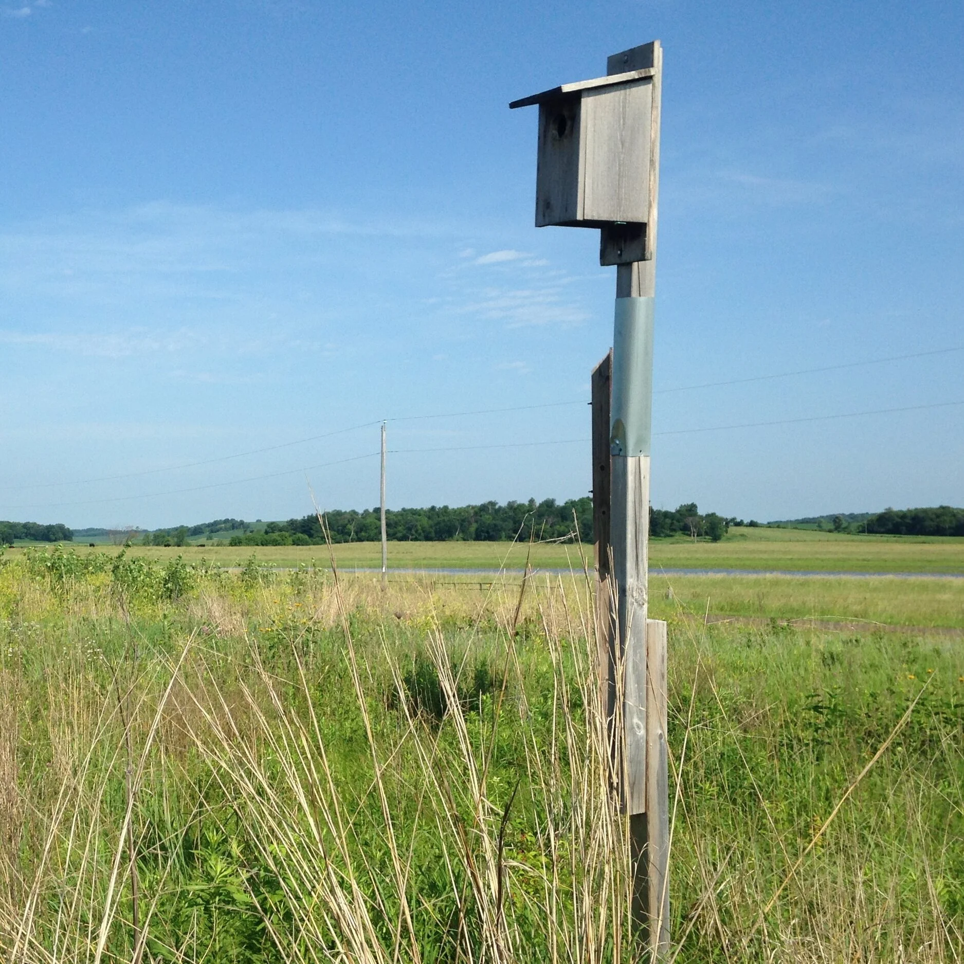 Kestrel Nest Box Monitoring & Banding Program — Southern Wisconsin Bird ...