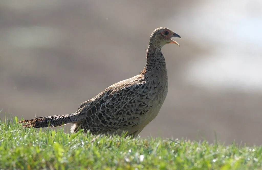 45 Years of Ring-necked Pheasant Observations — Southern Wisconsin Bird ...