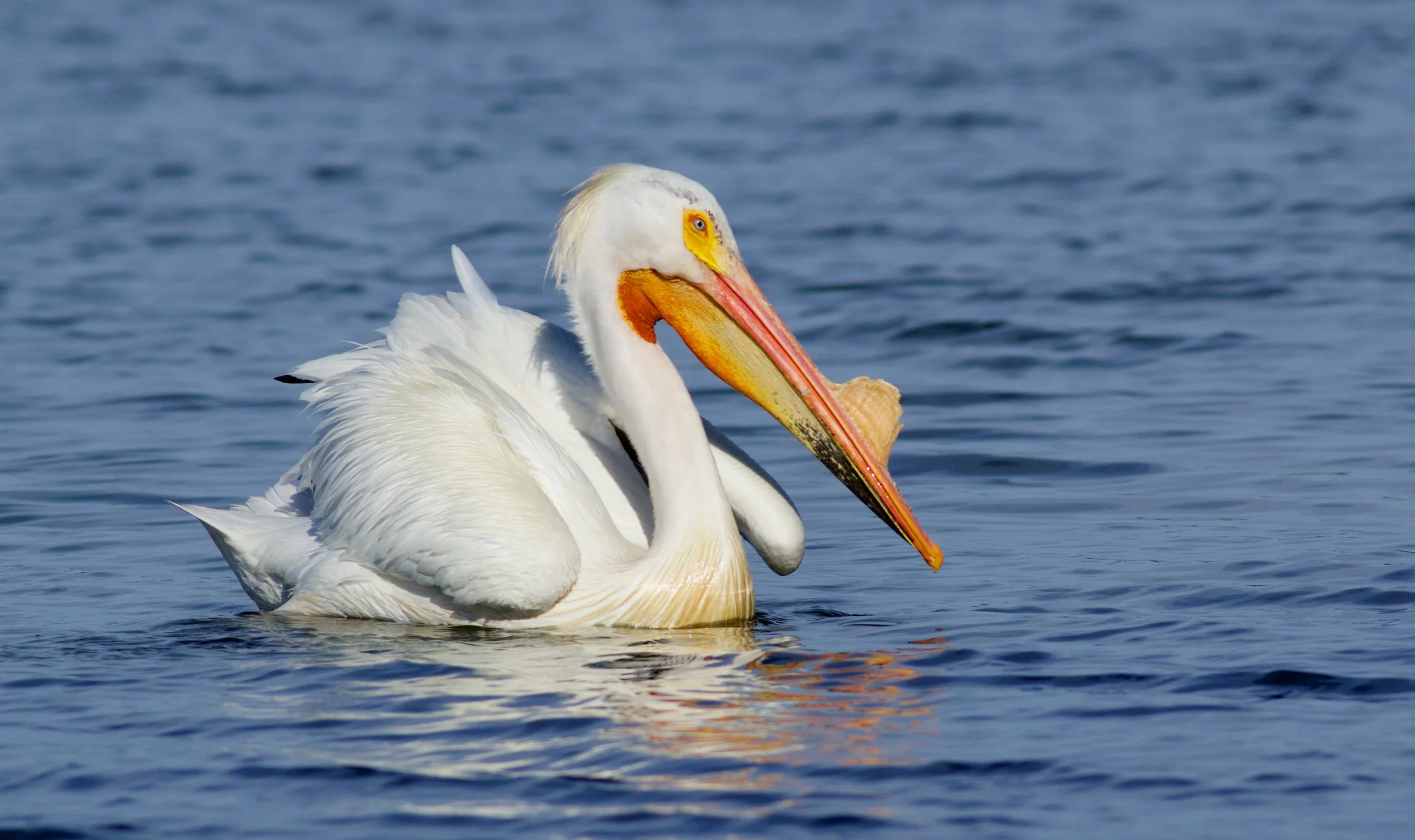 American White Pelican — Southern Wisconsin Bird Alliance
