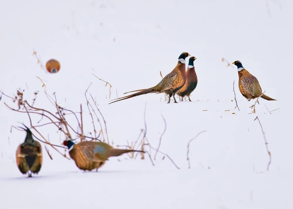45 Years of Ring-necked Pheasant Observations — Southern Wisconsin Bird ...