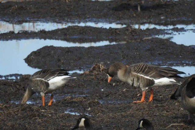 2024 Great Backyard Bird Count — Southern Wisconsin Bird Alliance