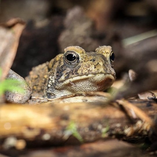 Store — Southern Wisconsin Bird Alliance
