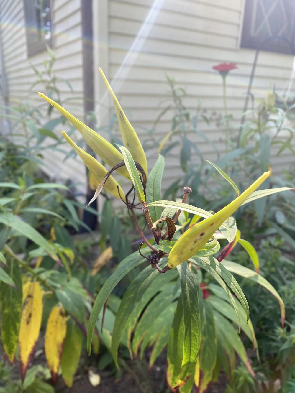 Help gather Milkweed seeds this fall! — Southern Wisconsin Bird Alliance