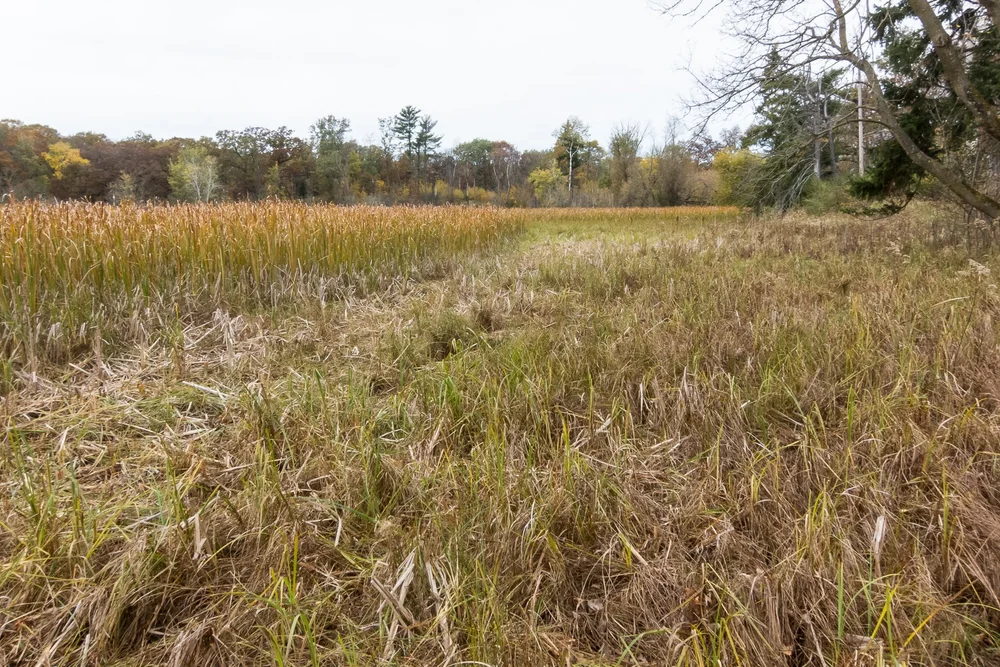 Balancing the careful control of cattails — Southern Wisconsin Bird ...