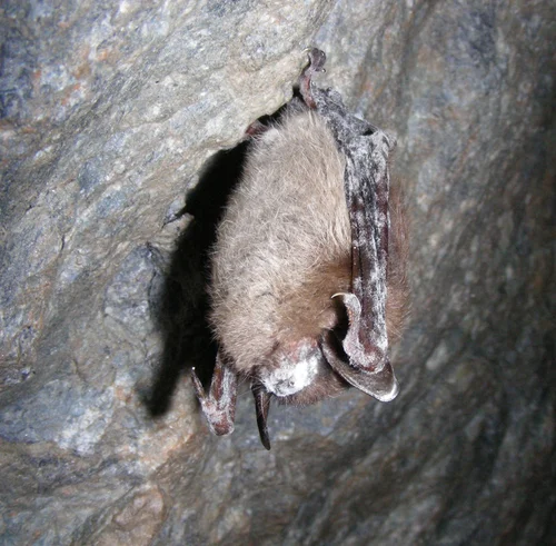 Little Brown and Big Brown Bats — Southern Wisconsin Bird Alliance
