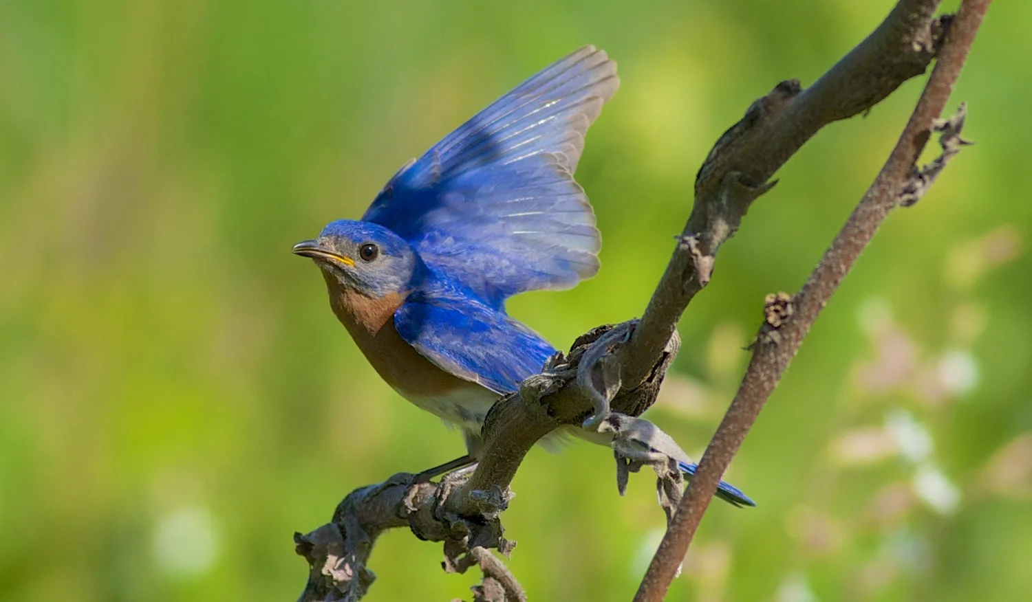 Spring 2024 — Southern Wisconsin Bird Alliance