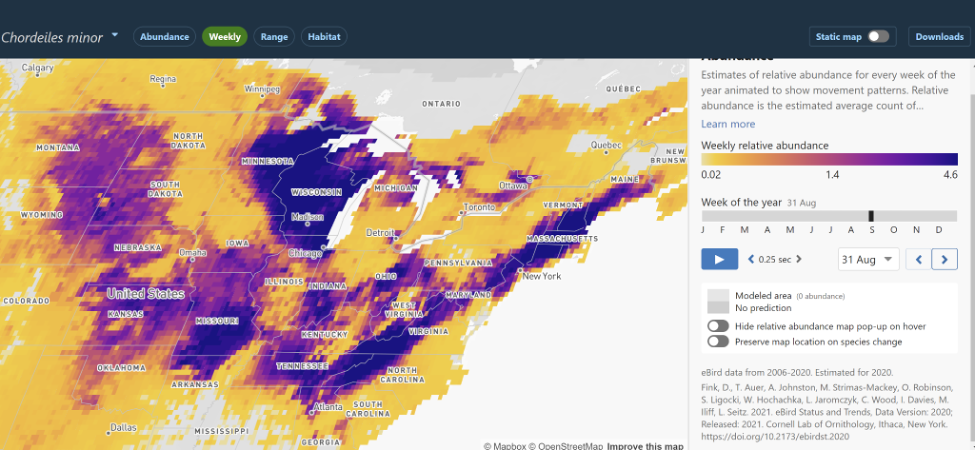 Common Nighthawk — Southern Wisconsin Bird Alliance