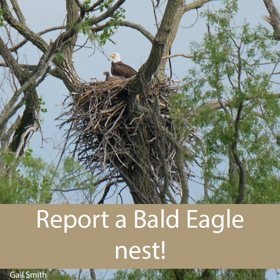 Bald Eagle Nest Watch — Southern Wisconsin Bird Alliance