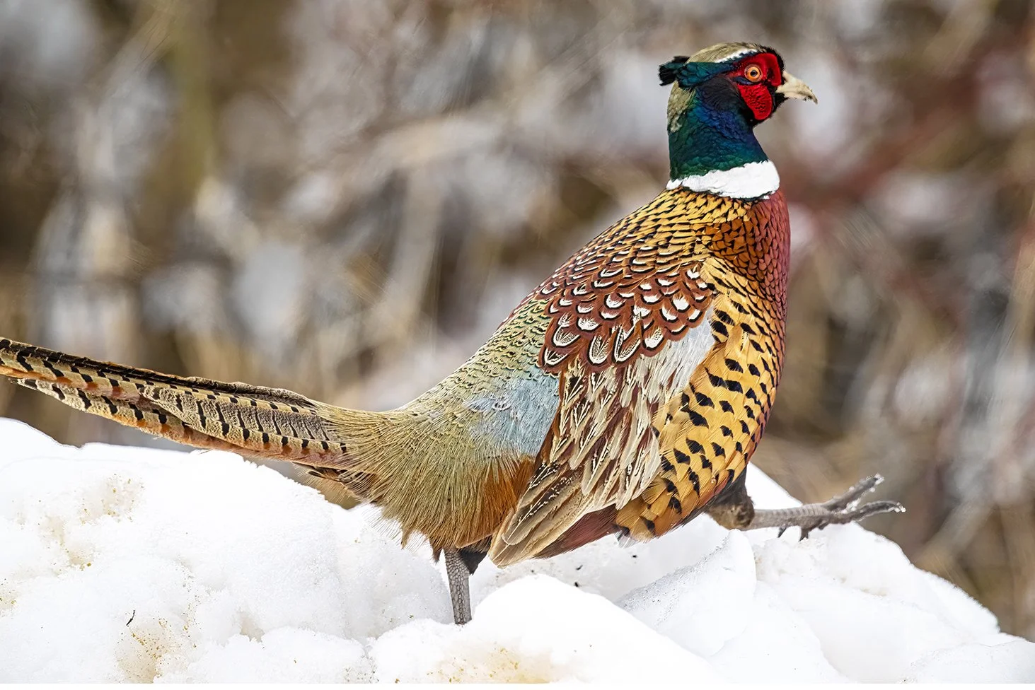 45 Years of Ring-necked Pheasant Observations — Southern Wisconsin Bird ...