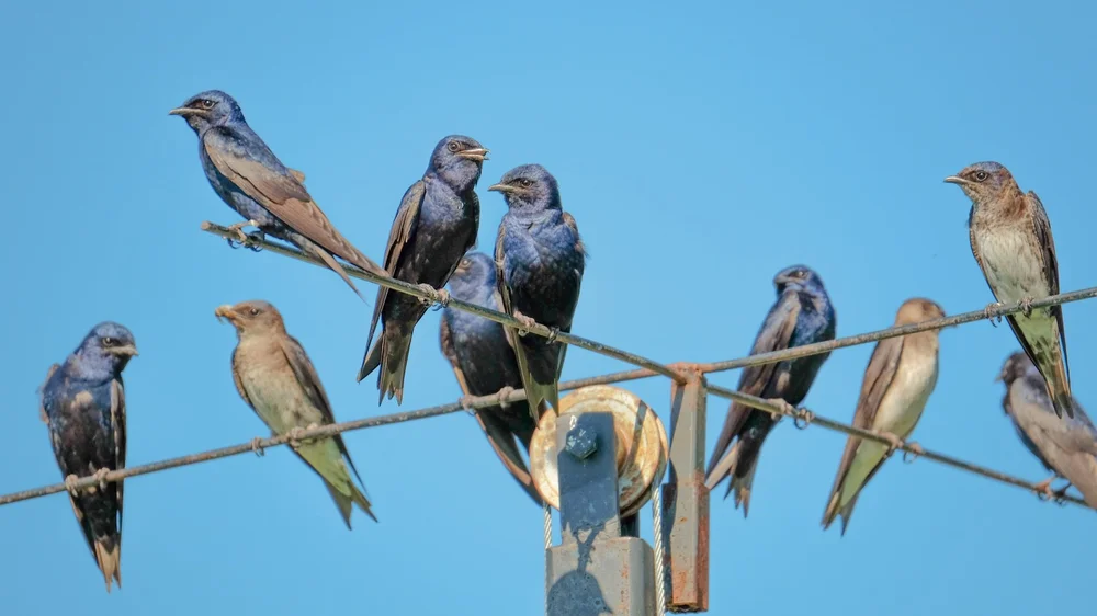 Our Name — Southern Wisconsin Bird Alliance