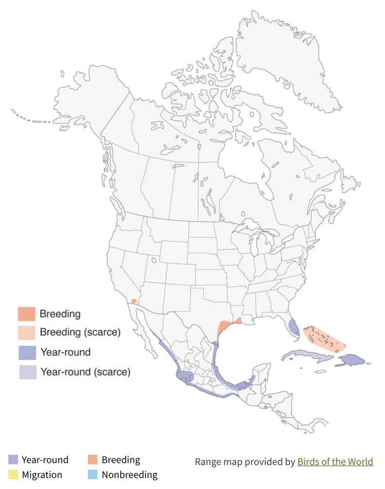Fulvous & Black-bellied Whistling-Ducks — Southern Wisconsin Bird Alliance