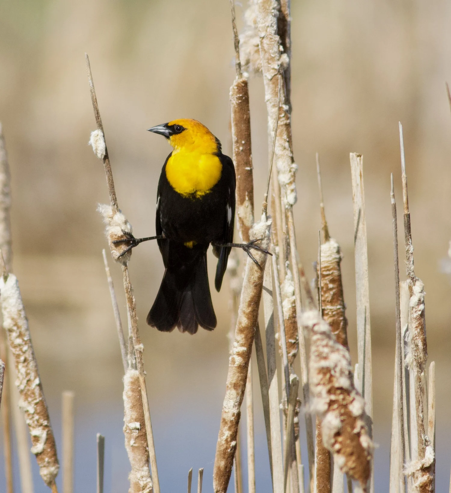Balancing the careful control of cattails — Southern Wisconsin Bird ...