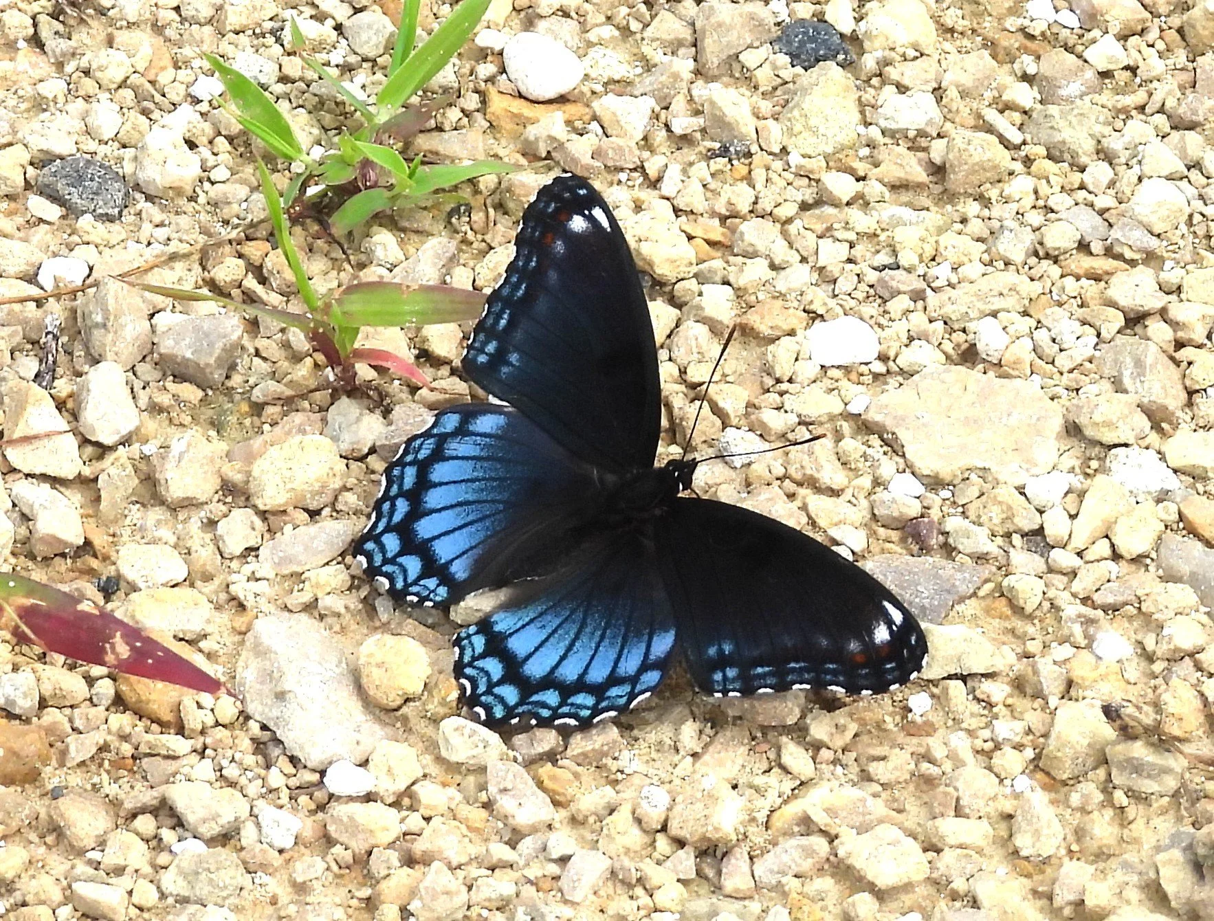 Biodiversity on our Columbia County lands: iNaturalist project update ...