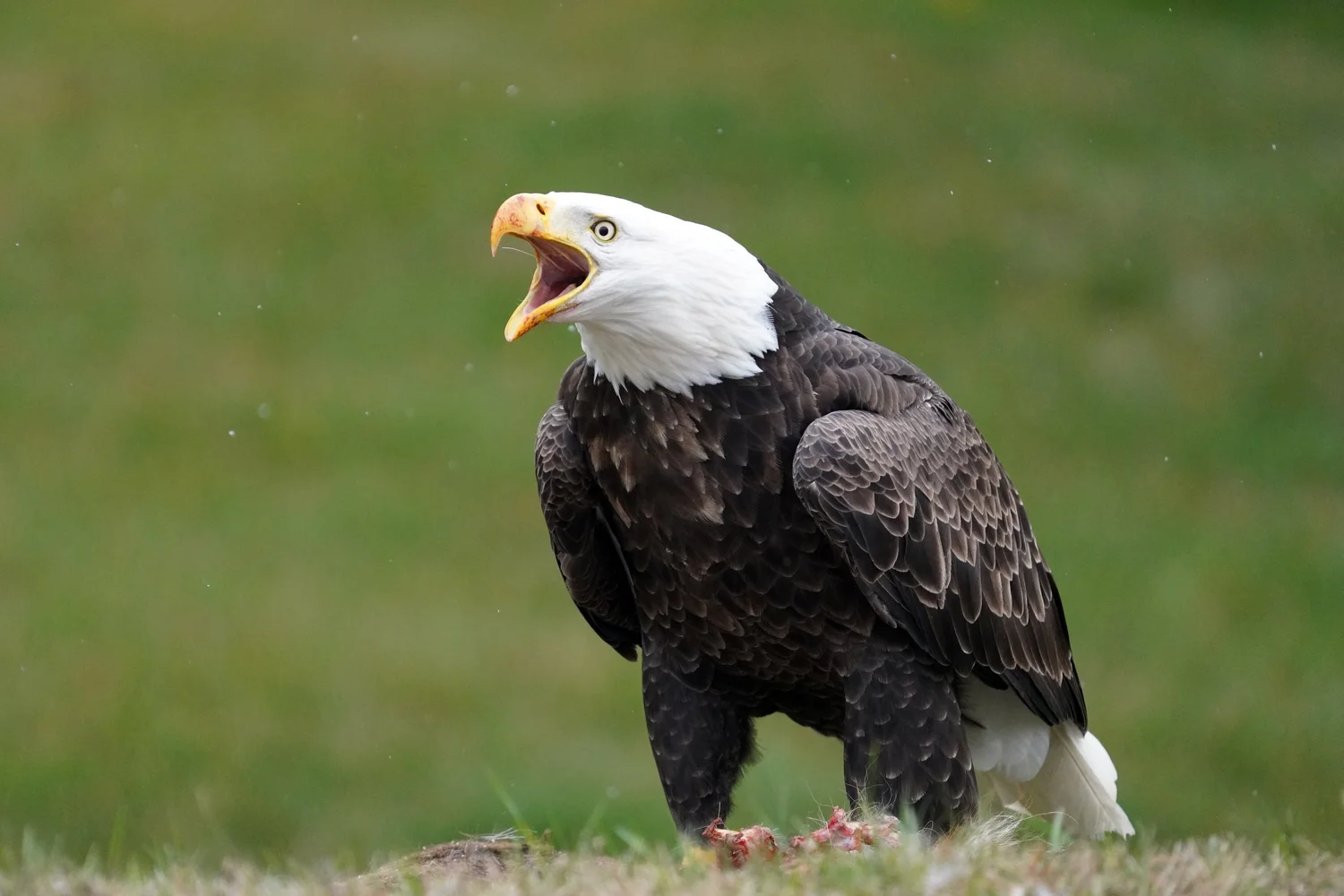 Bald Eagle — Southern Wisconsin Bird Alliance